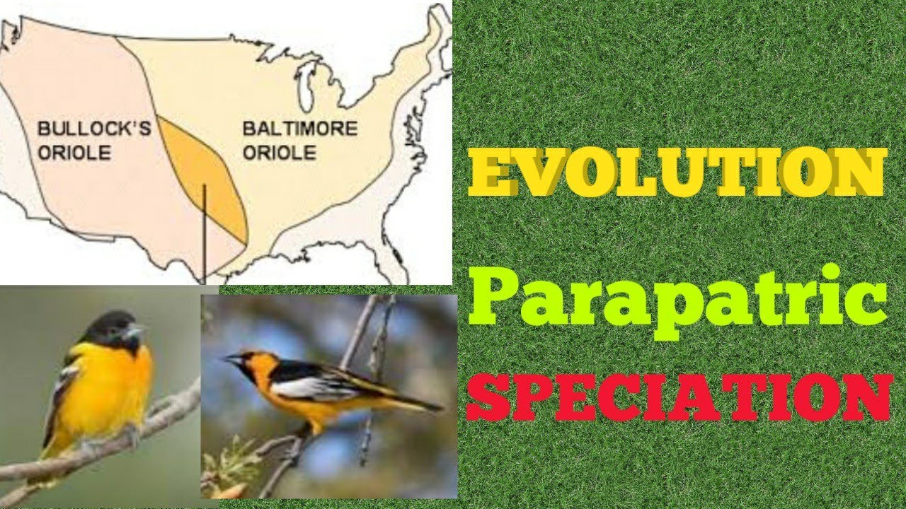 Parapatric Speciation