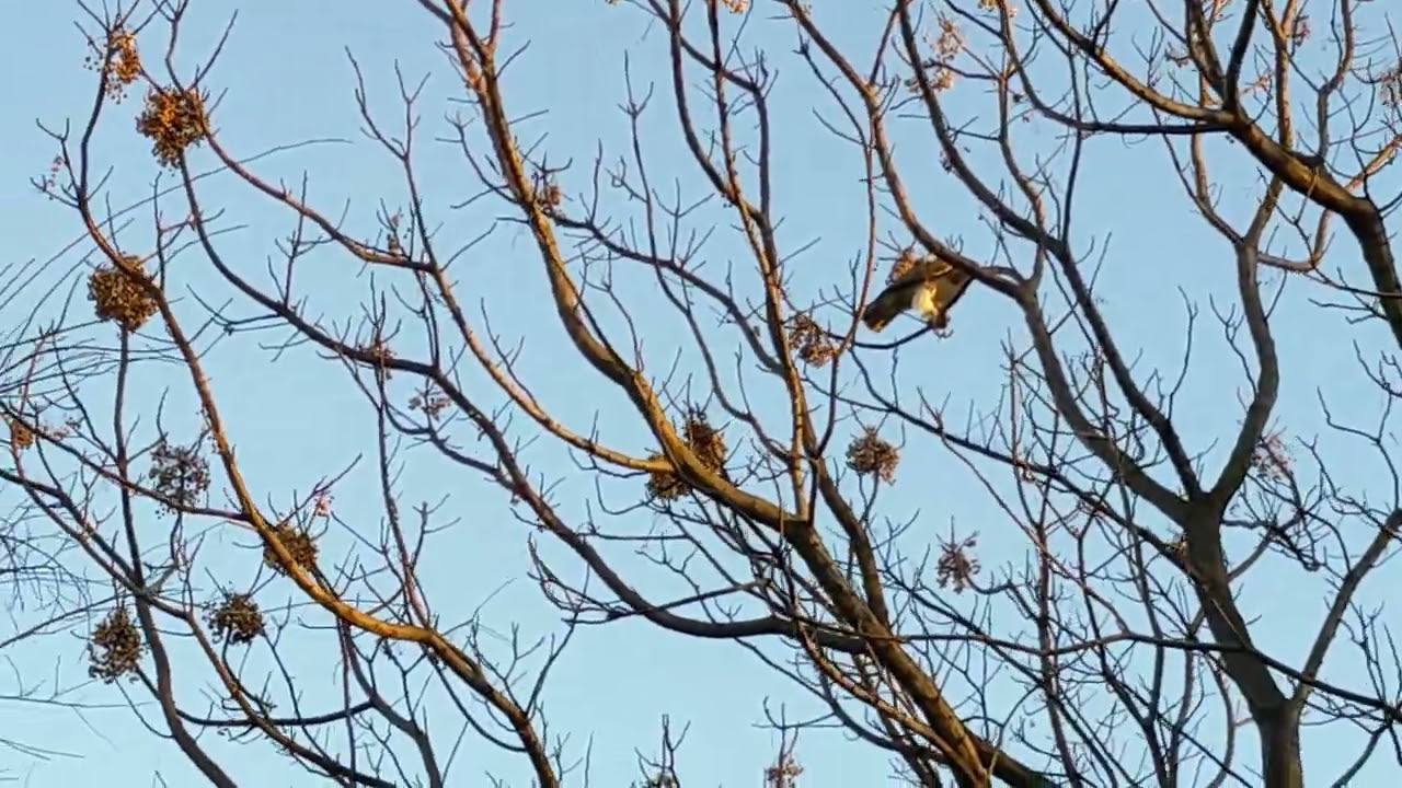 help identify bird, Austin, TX February 2022 - YouTube