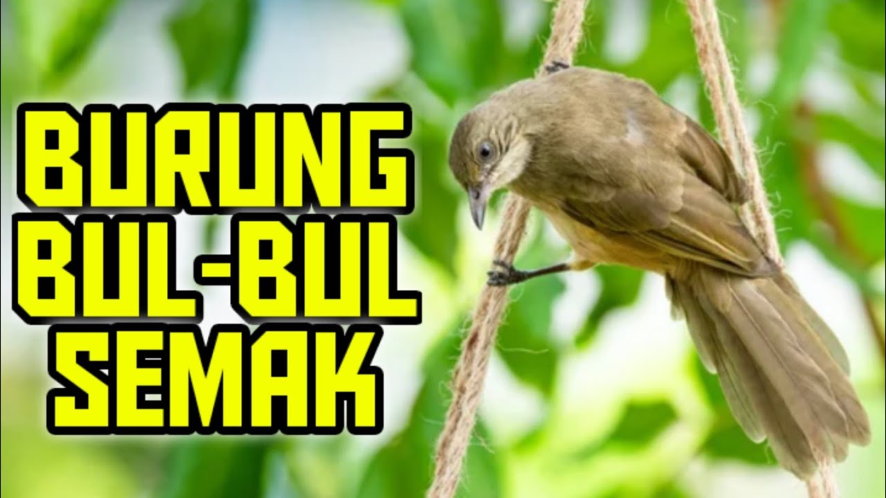 Burung bul-bul semak #sahabatkicau #kicaumania #burungbulbul - YouTube