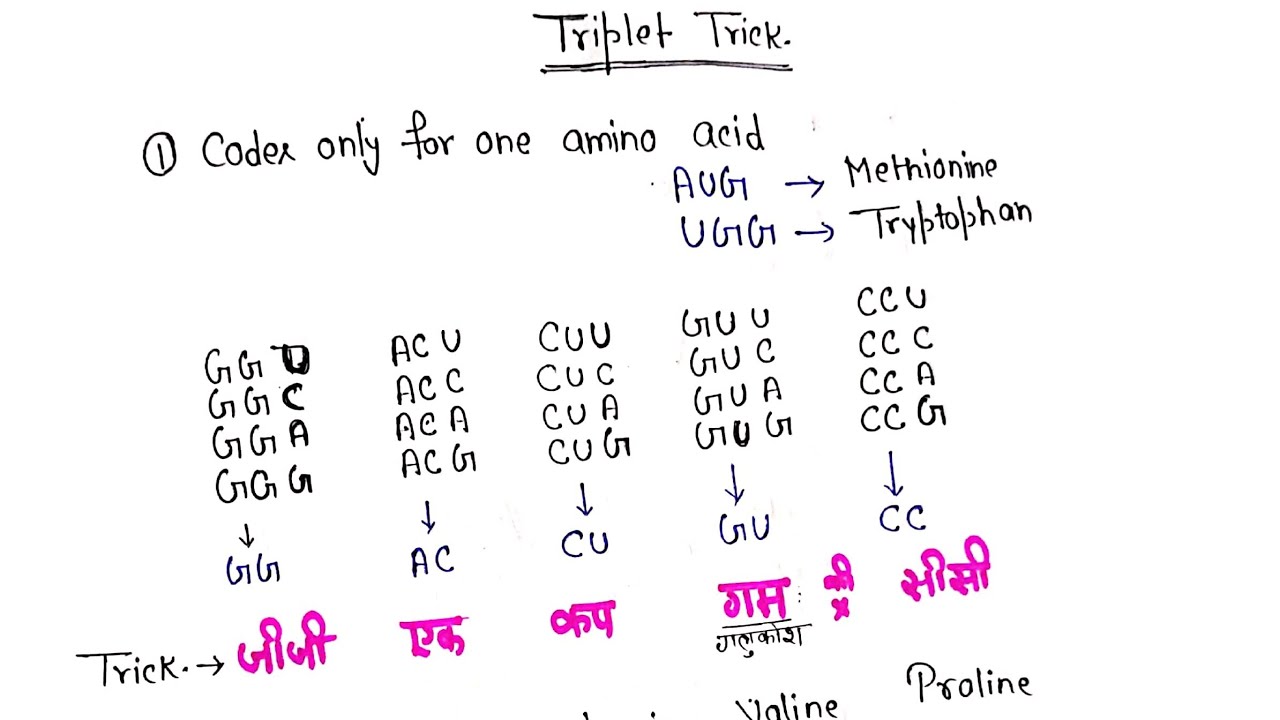 Genetic Code Part 2 Easy Trick To Learn Triplets NEET 2020 genetic-code-part-2-easy-trick-to-learn-triplets-neet-2020