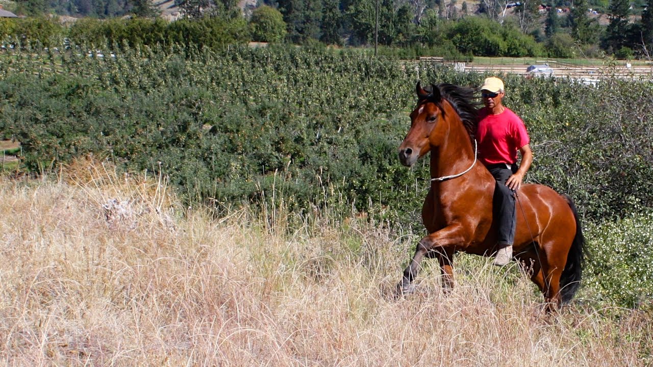 Riding without Tack in Hills and Orchard - YouTube