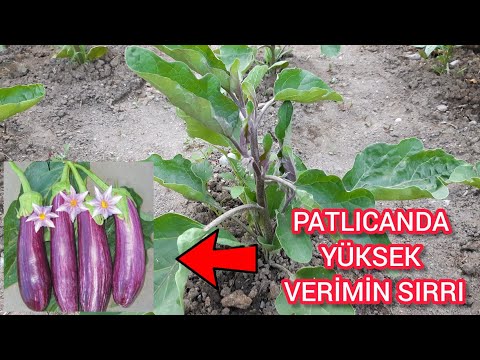 Patlıcanın Yanına Bu Bitkileri Ekerseniz Veriminiz İki Kat Artacak Ve Patlıcanlar Hasta Olmayacak