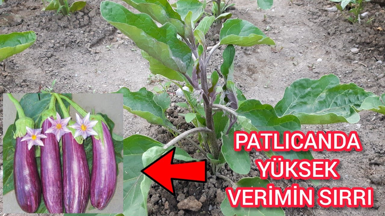 Patlıcanın Yanına Bu Bitkileri Ekerseniz Veriminiz İki Kat Artacak Ve ...