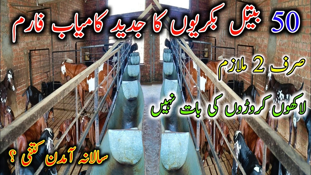 European Standard Goat Farming Setup In Sialkot - Modern Goat Farming ...