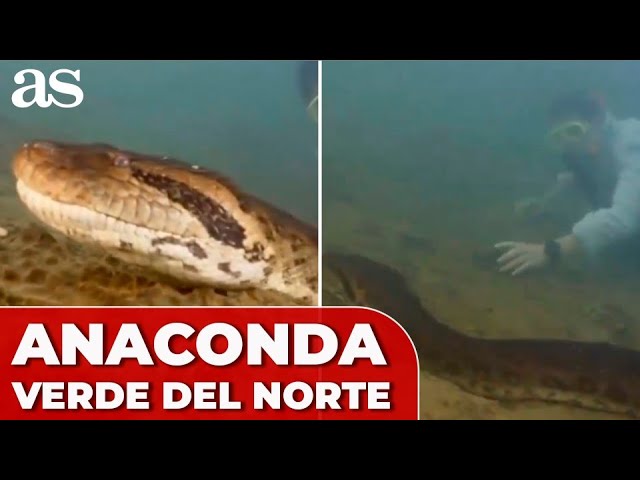 Anaconda Gigante 15 Metros La Serpiente Mas Grande Del En Brasil Fue