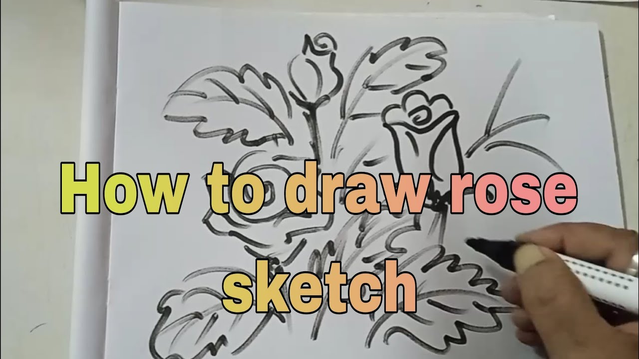 How to draw rose Sketch ।। Debashis Paul - YouTube