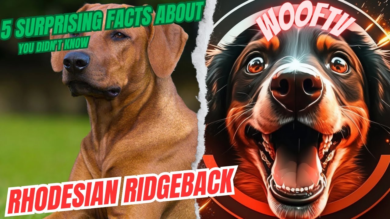 5 Surprising Facts About Rhodesian Ridgeback You Didn't Know - YouTube