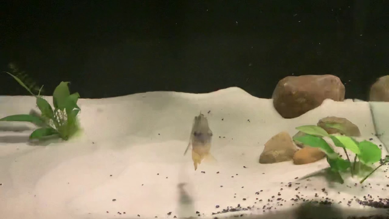 Piranha | Ruby red true spilopluera - YouTube