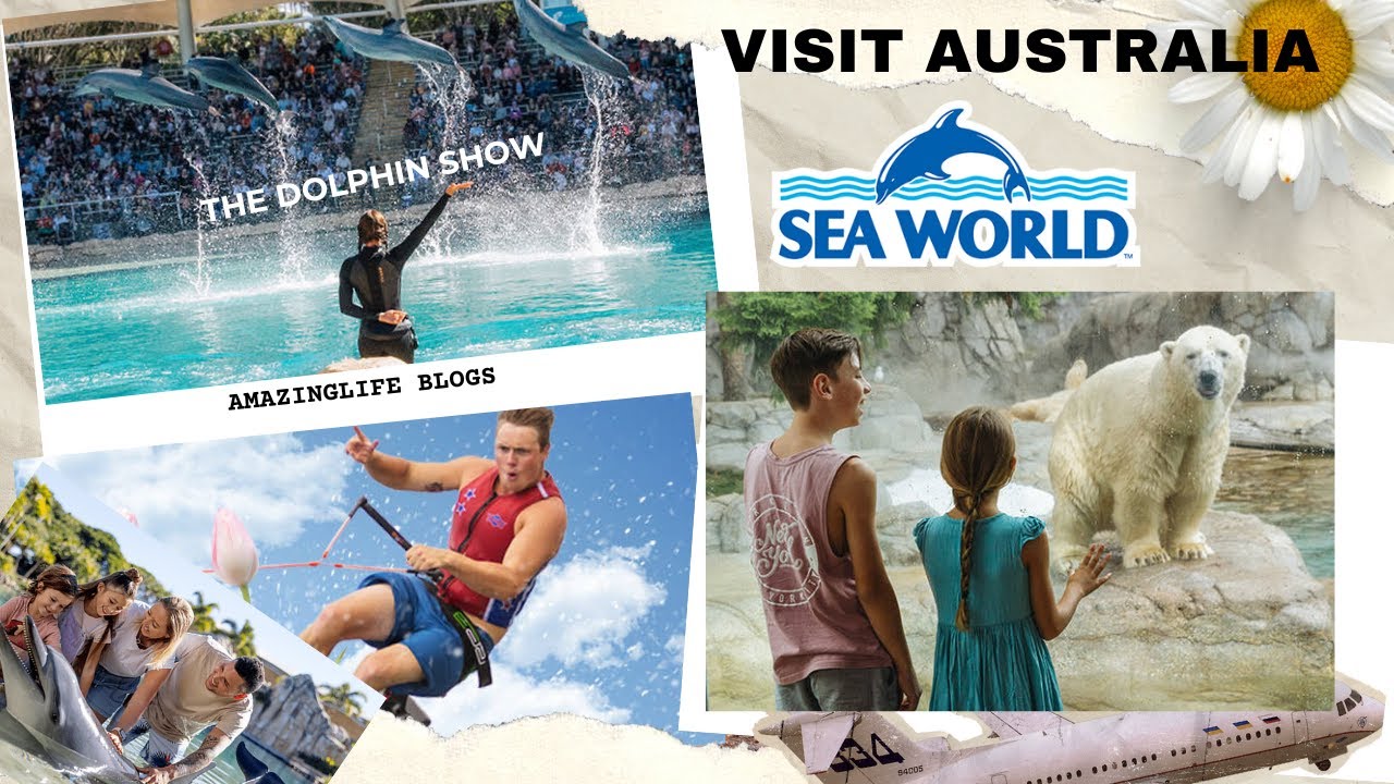 🐬 **Dolphin Show at Sea World Australia | Experience the Magic of the ...