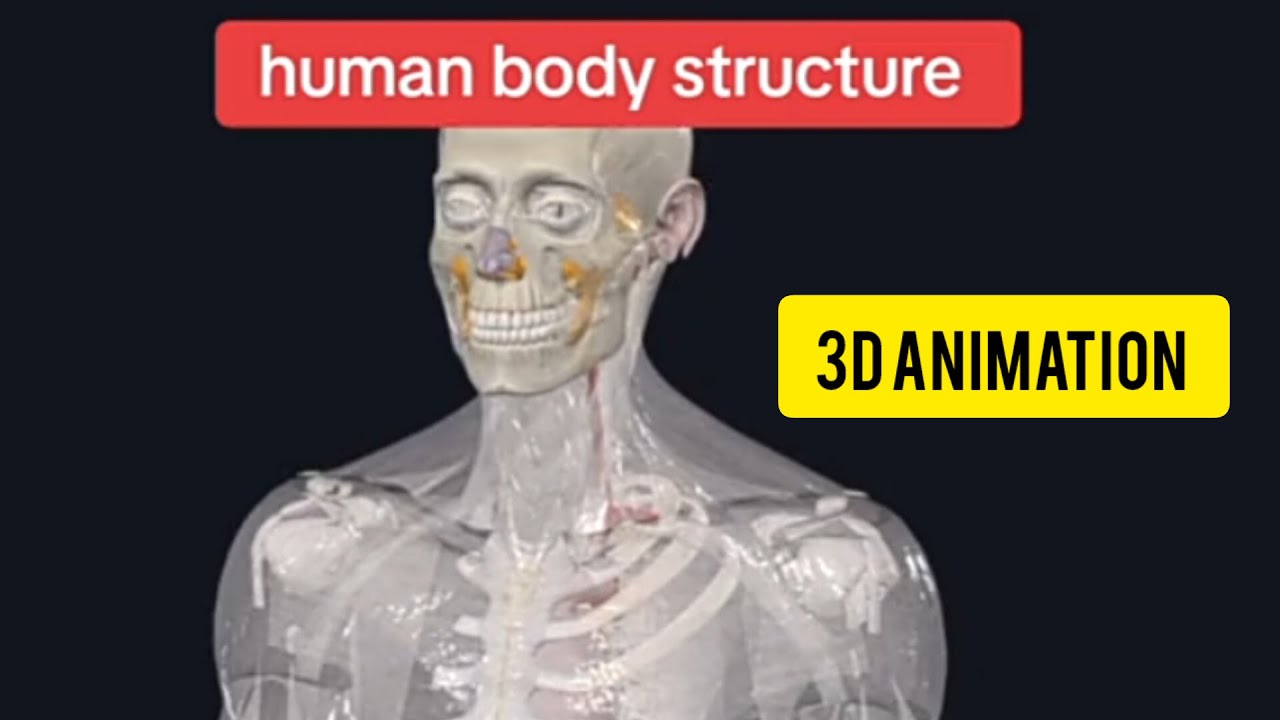 Explore Human Body Structure Through 3D Visuals - YouTube