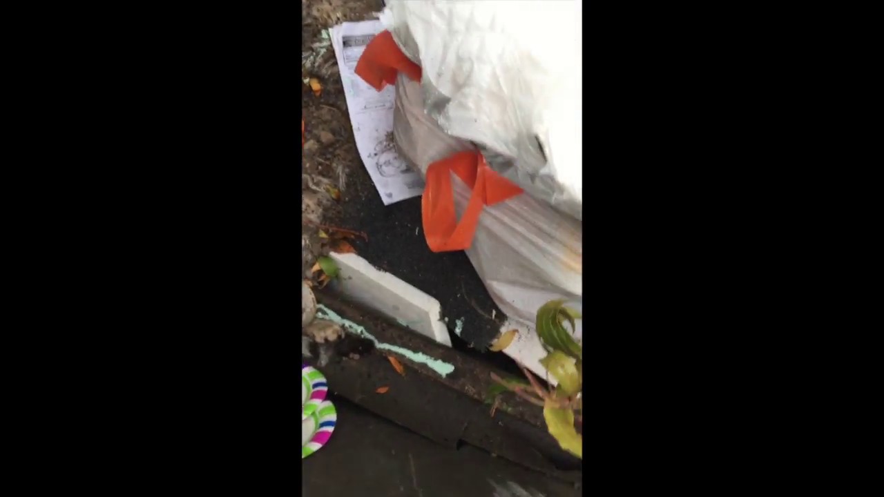 Quixote - Cat Stomped To Death - Discovered in Shelter's Dumpster - YouTube