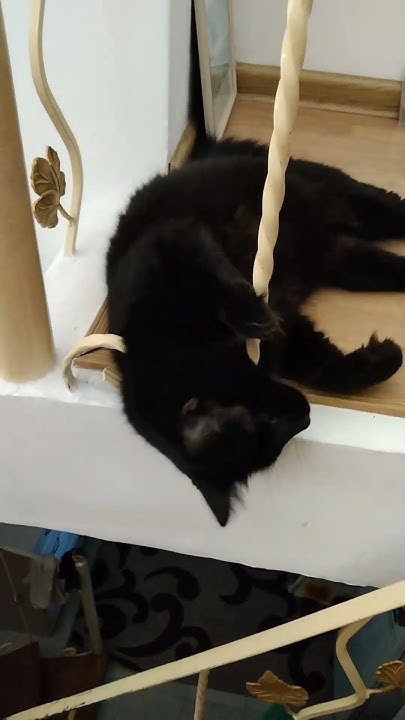Веселий кіт Лакі Cat кіт україна Ukraine Funny кошеня Youtube