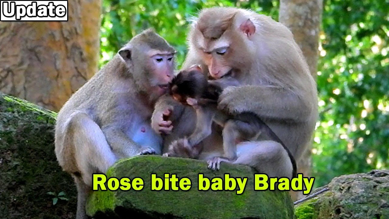 Stop noisy baby! Monkey Rose very stress by hard protect her annoying ...