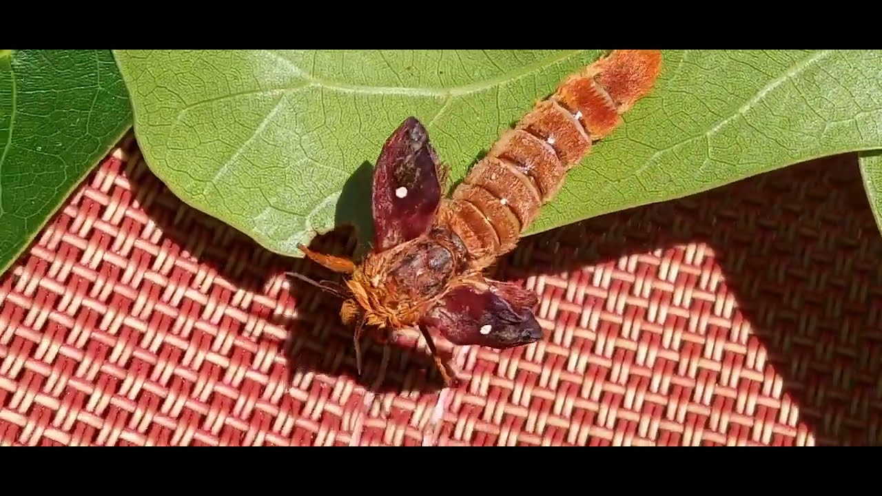 FINDING A DEFORMED MOTH? - YouTube