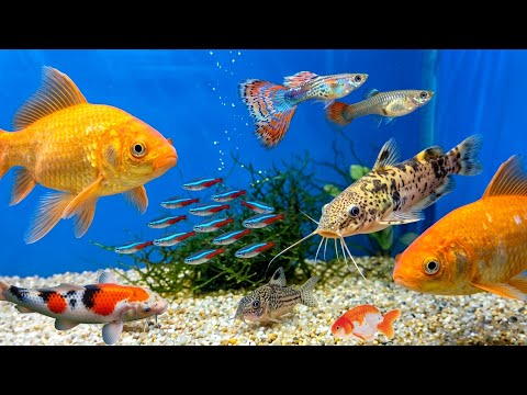 Top Beautiful Aquarium Fish Compilation 2026 | Rare & Exotic Aquarium Fish You Must See!