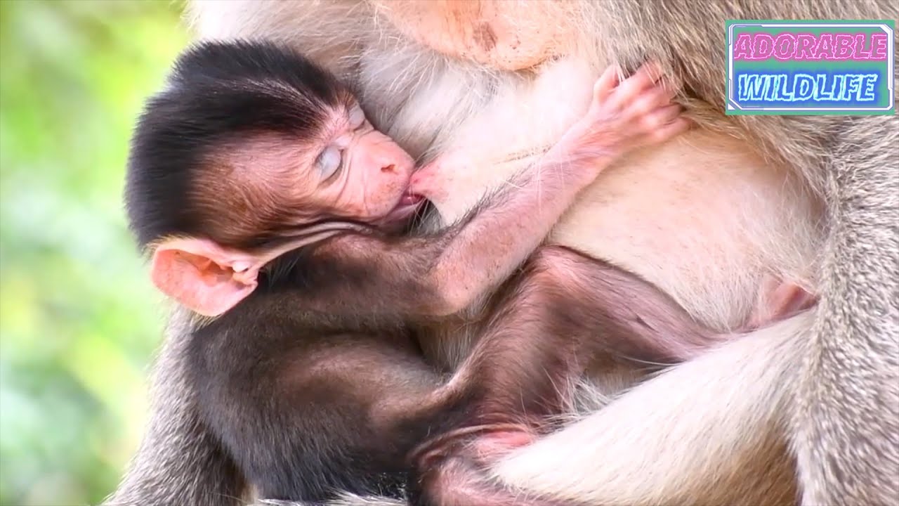 So Adorable Wildlife Baby Monkey Moments With Old Mom's Care - YouTube