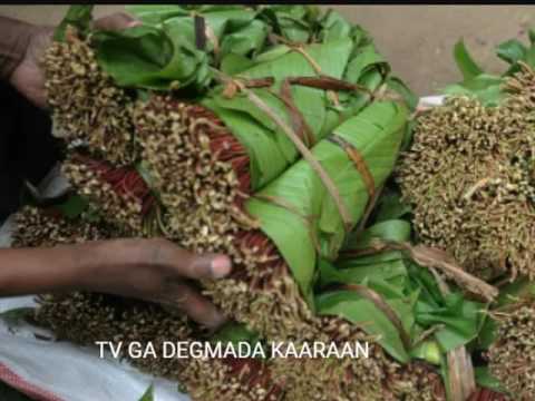Daawo waa Farxada jirtaa Maanta CAASIMAADEENA SOOMAALIYA MUQDISHO IYO ...