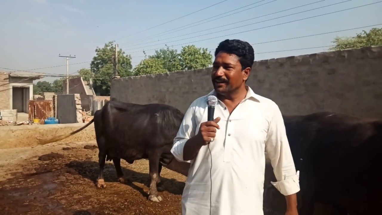 NeeLi rAvi buffalo for sale in punjab pakistan on youtube 7_5_2019 ...