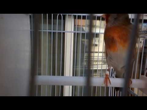 Καρδερινοκαναρο Titans,Mulet chant,Carduelis x Canary,Goldfinch x ...