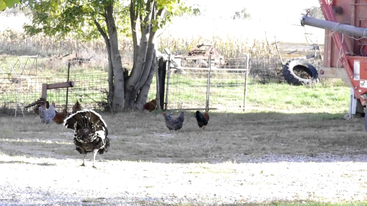 Turkey Hug - YouTube