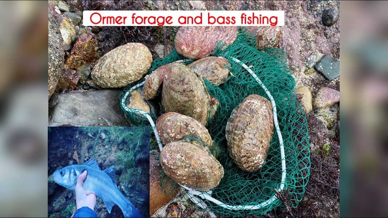 ORMER!! Forage on Guernsey plus Bass fishing#ormer#forage#bass#uk - YouTube