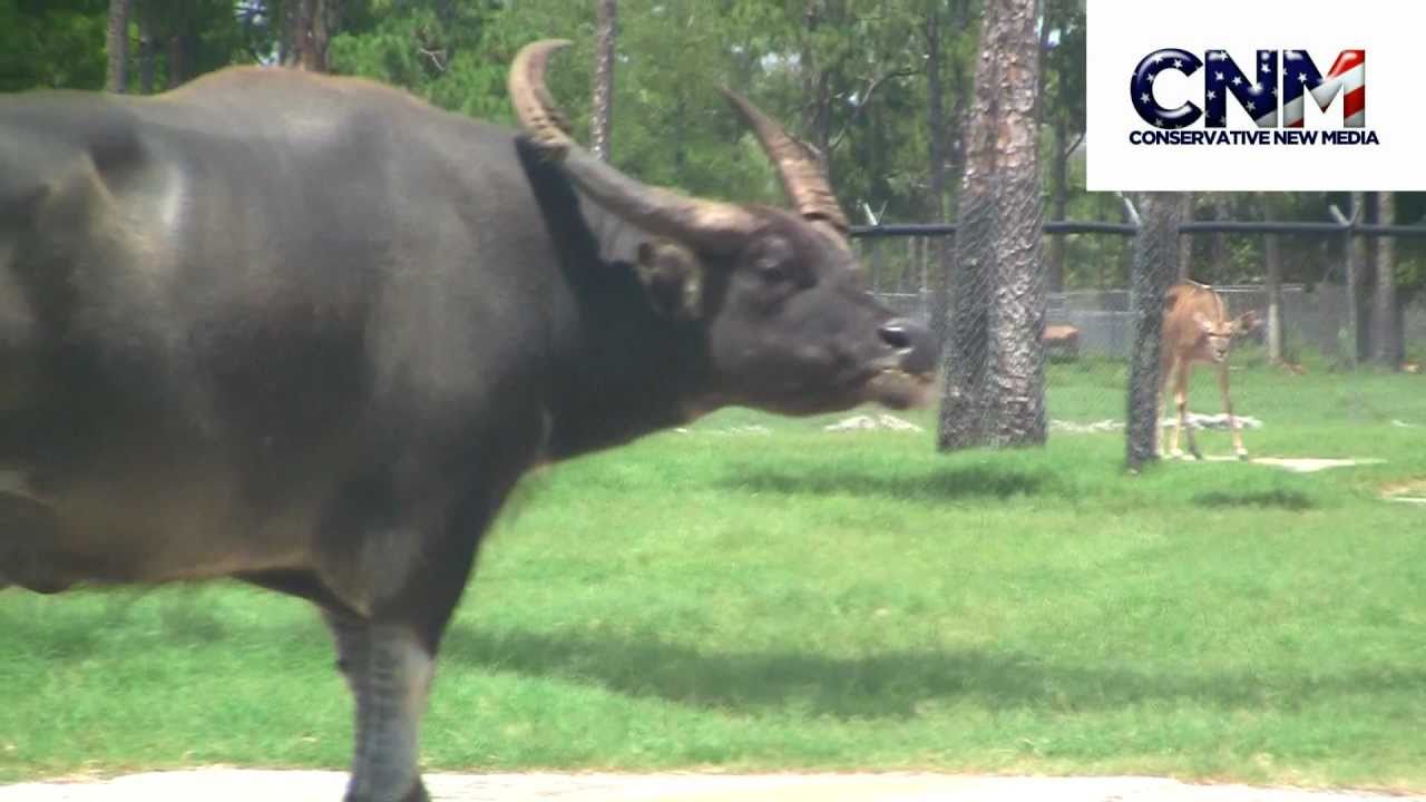 Big Water Buffalo in 1080P HD - YouTube