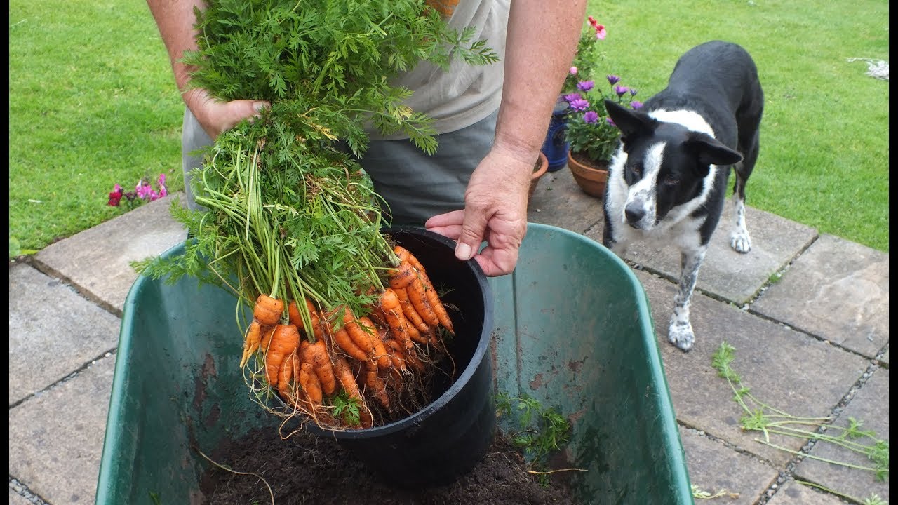 How to grow carrots in a small bucket, Sweet Candle. Grow Vegetables ...