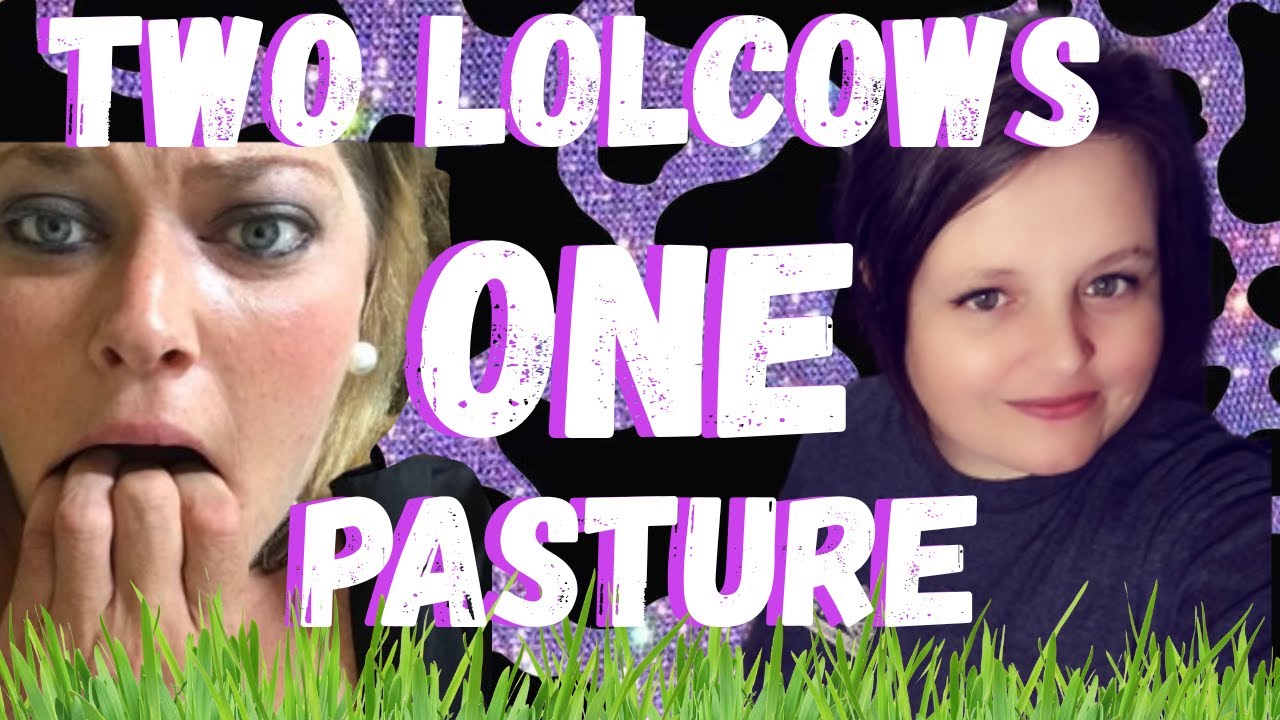 Two LolCows, ONE Pasture....CRAMA LOLcows Part 2! - YouTube