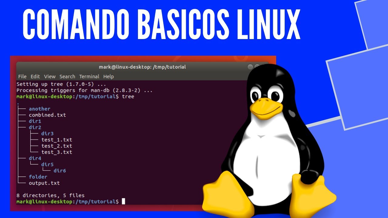 comandos basicos en linux - usando kali linux - YouTube