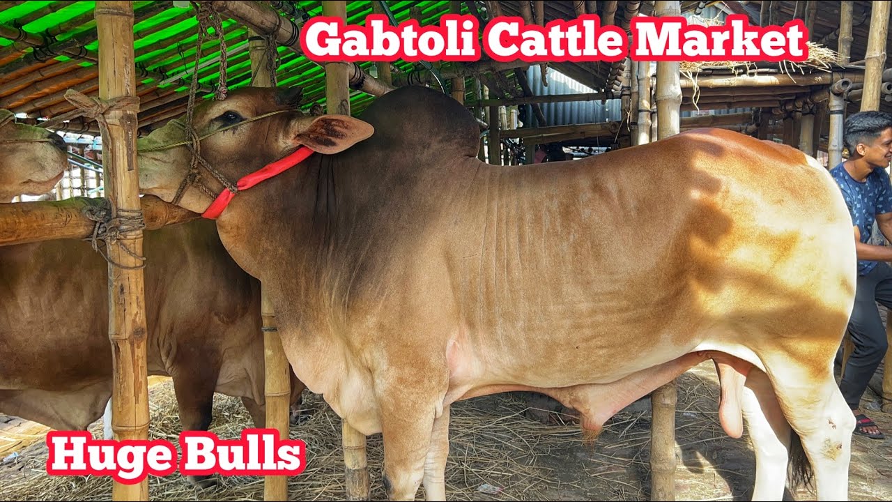 ما شاء اللہ _ Huge Lineup of Deshi Bulls _ All Red Deshal _ বিশাল সব ষাঁড় _ Gabtoli Cattle ...