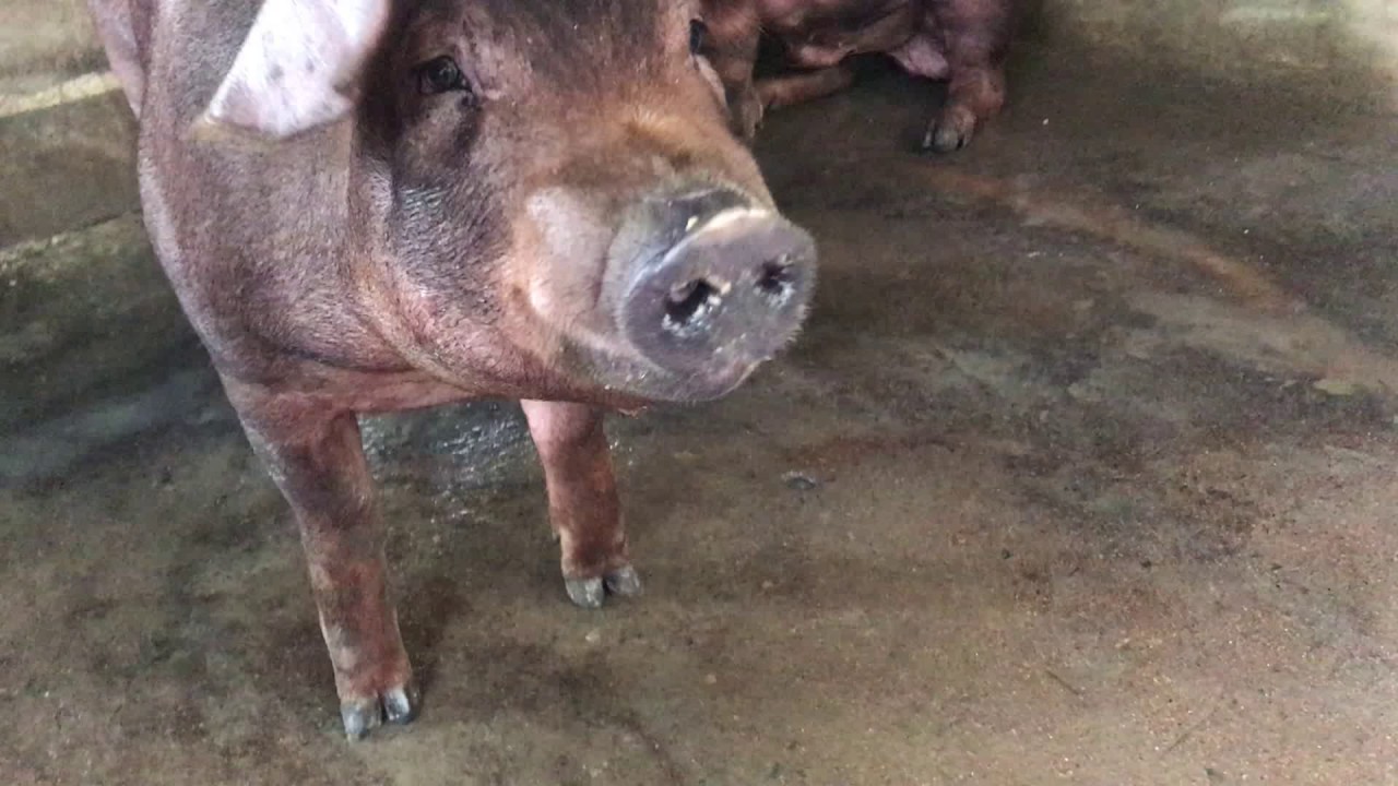 Our Pure Duroc Boars!! (From the Philippines) - YouTube