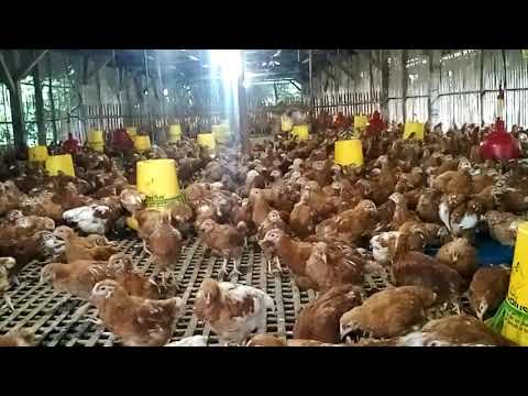 asli perawan kanigoro blitar