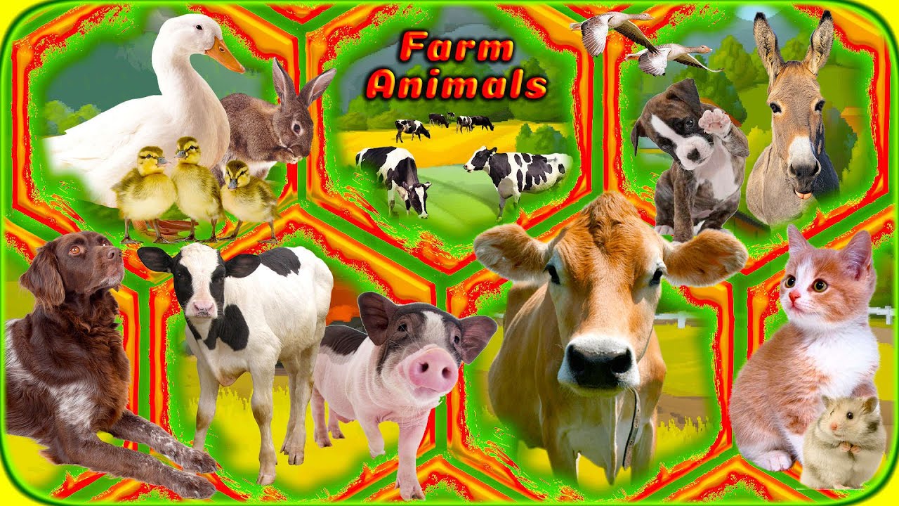 Farm Animals • How Do They Talk? • Animal Sounds - YouTube