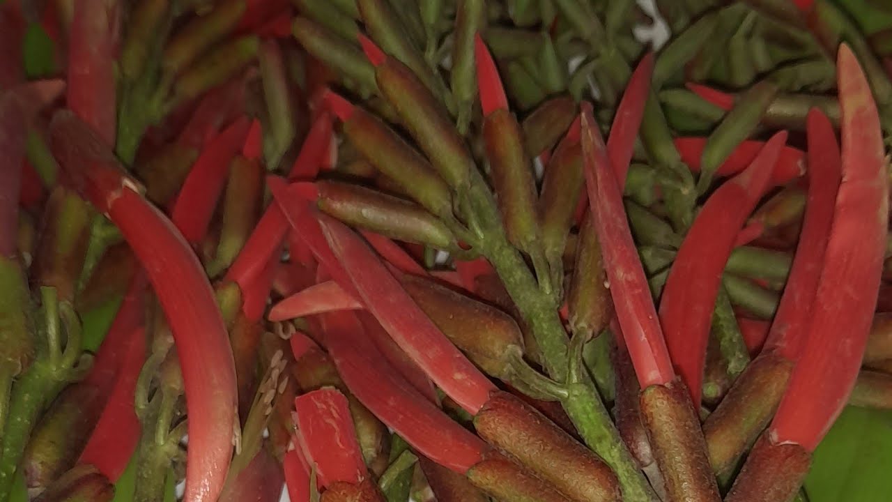 28 de enero de 2025 Una rica y nutritiva sopa de frijoles con pito ...