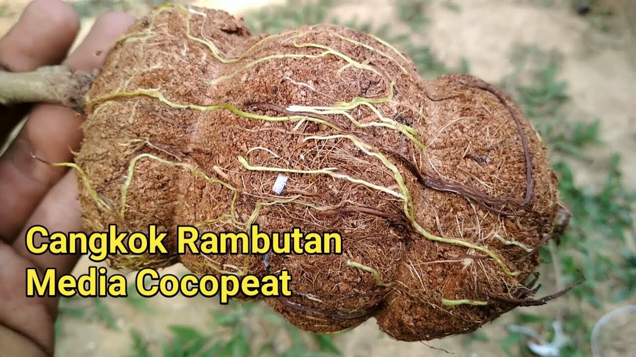 Cara Cangkok Rambutan Media Cocopeat - YouTube