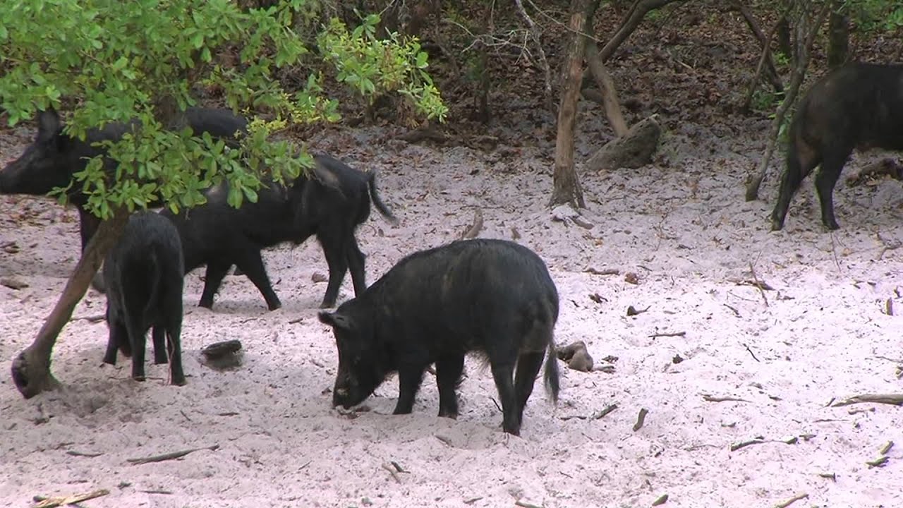Ammunition for Hog Hunting | Pig Hunting | Wild Boar Hunting - YouTube