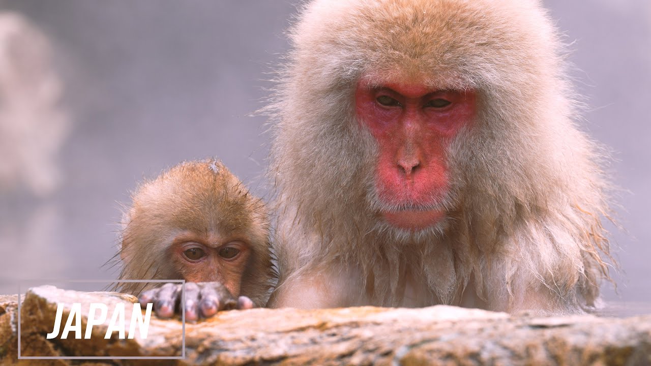 Jigokudani Snow Monkey Park｜Nagano｜Monkeys enjoying hot springs without ...