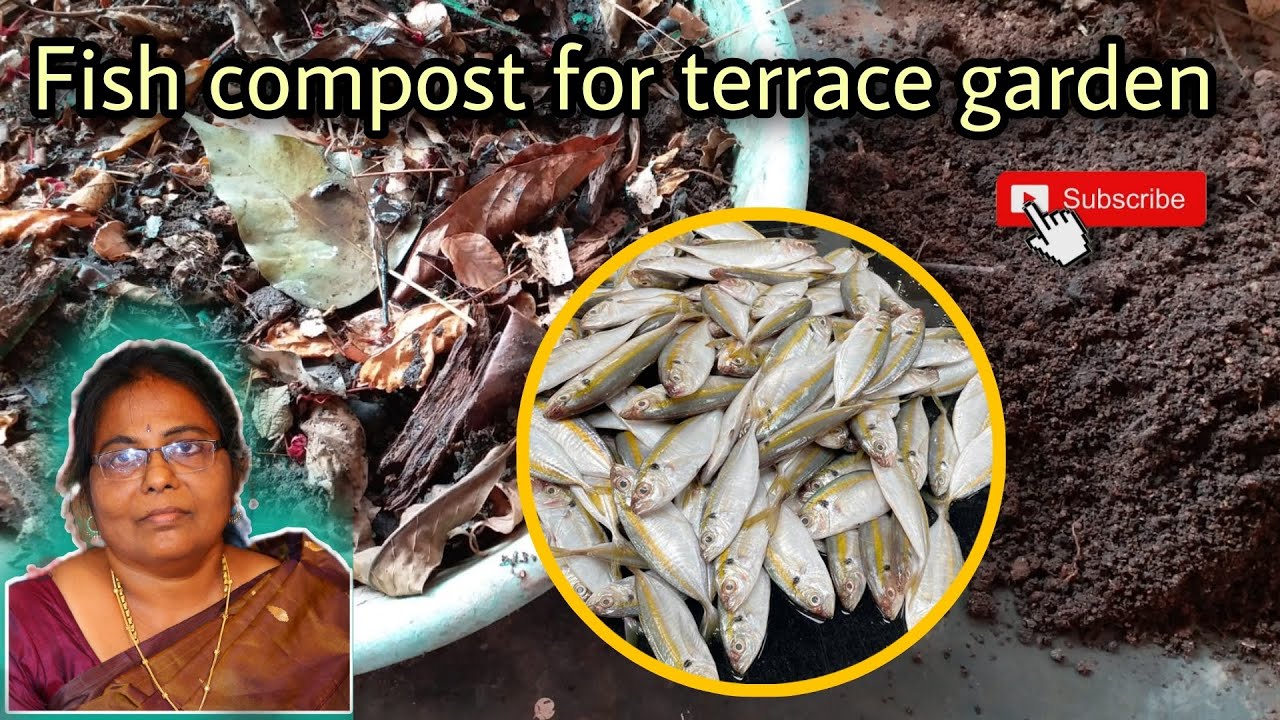 How to prepare fish waste compost | மீன் கழிவுகளை உரமாக மாற்றுவது ...