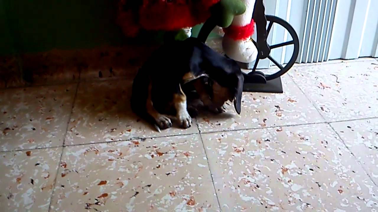 Perro chapolo cachorro - YouTube