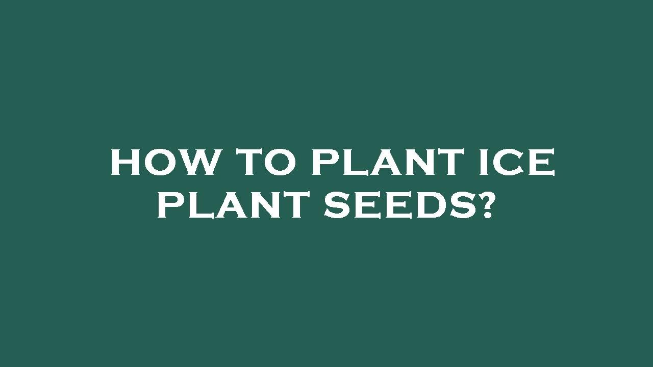How to plant ice plant seeds? - YouTube