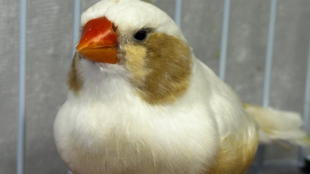 Zebra finch mutation birds update episode charcoal birds - YouTube