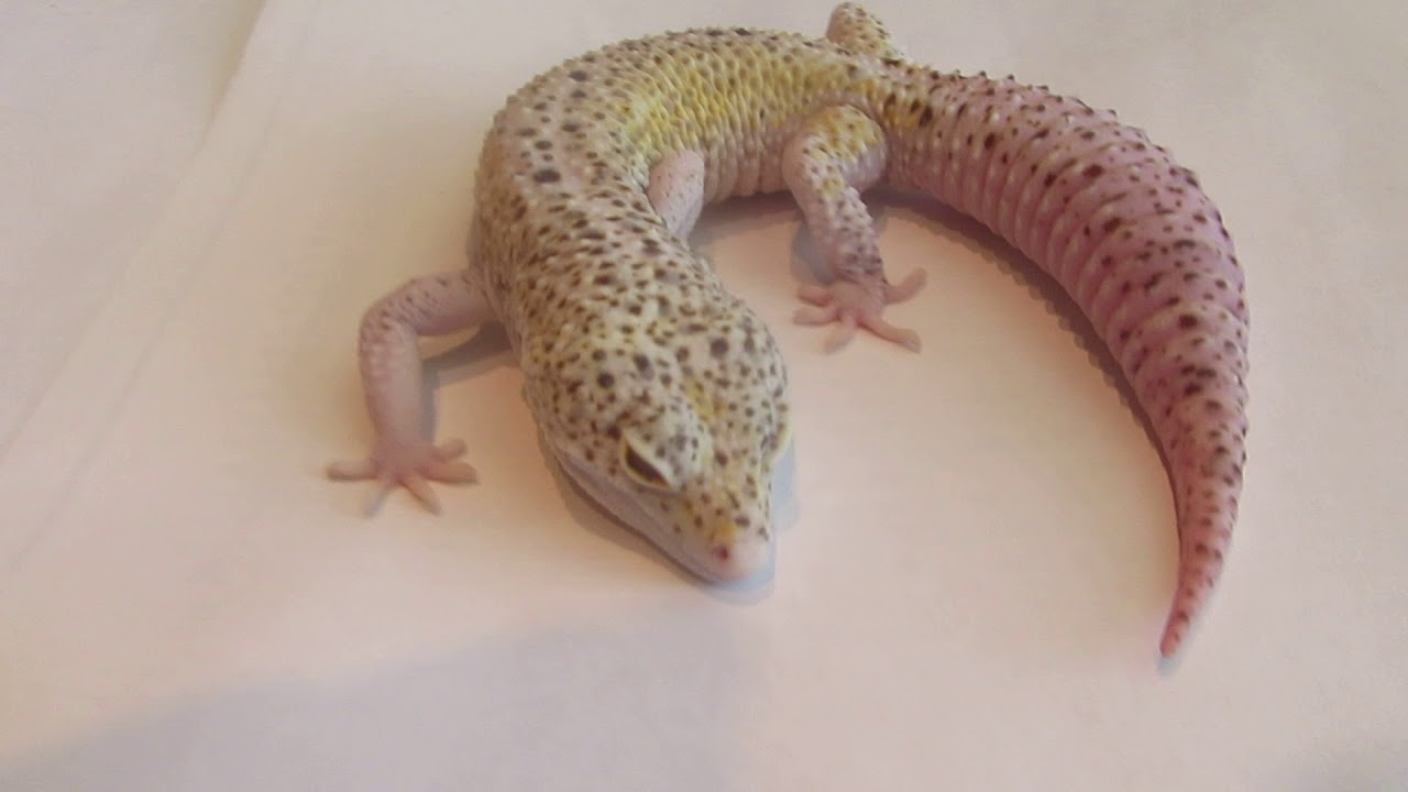 Enigma Snow RADAR Leopard gecko - YouTube