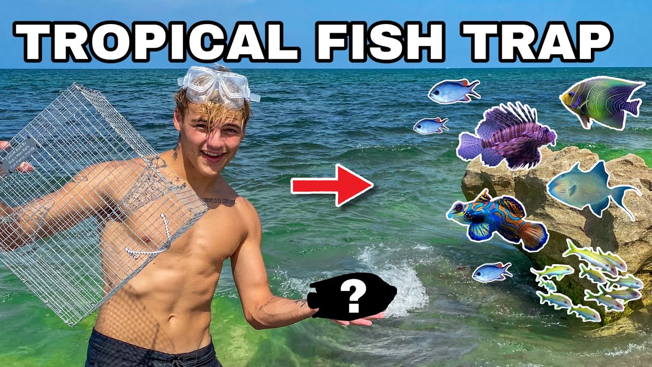 BAIT TRAP CATCHES COLORFUL TROPICAL REEF FISH!! - YouTube
