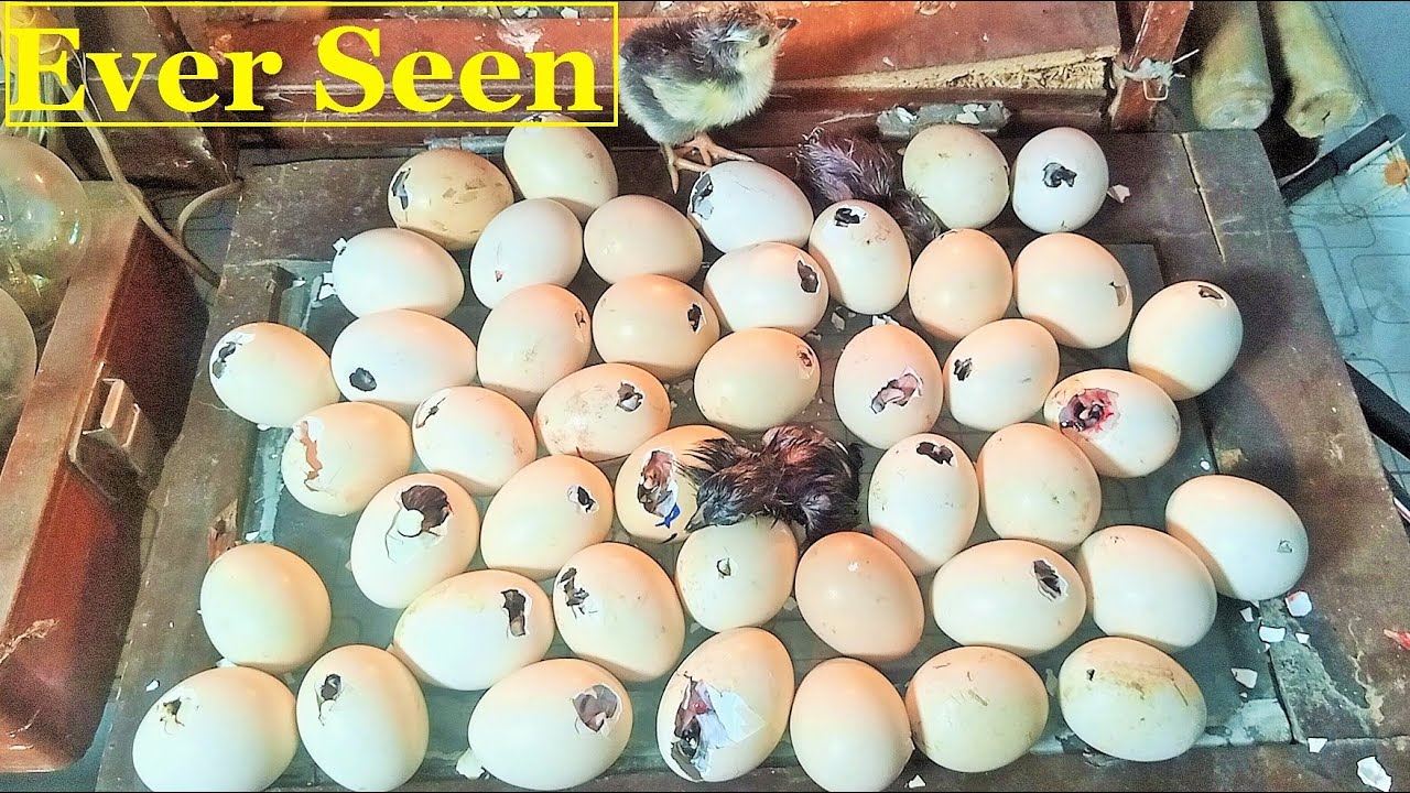 Egg Hatching You have Ever Seen | 60 Crack Eggs Near to hatch - YouTube