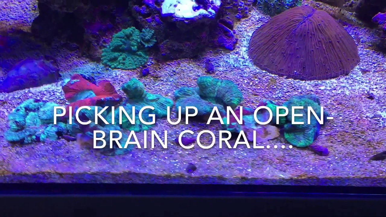 Brain Coral Reef Tank