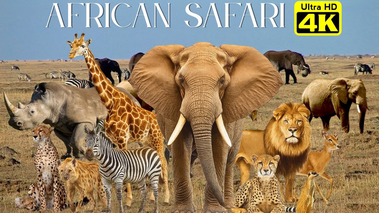 The WILDEST Sounds of African Safari Animals Relaxation in 4K Ultra HD ...