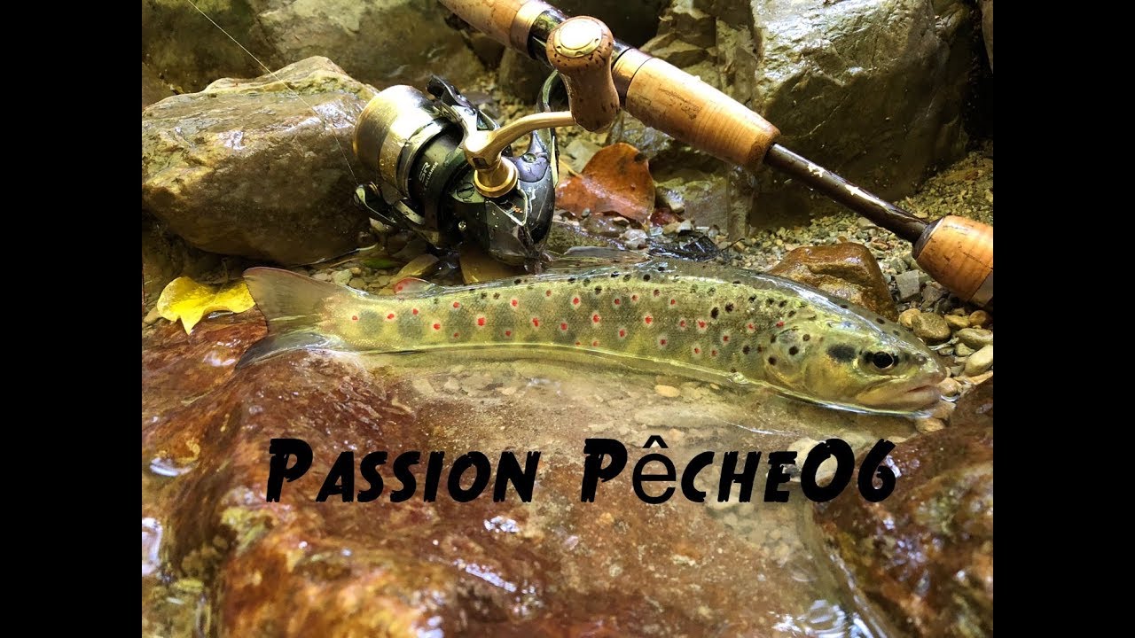 pêche de la truite fario dans un vallon à 10 minutes de la maison - YouTube