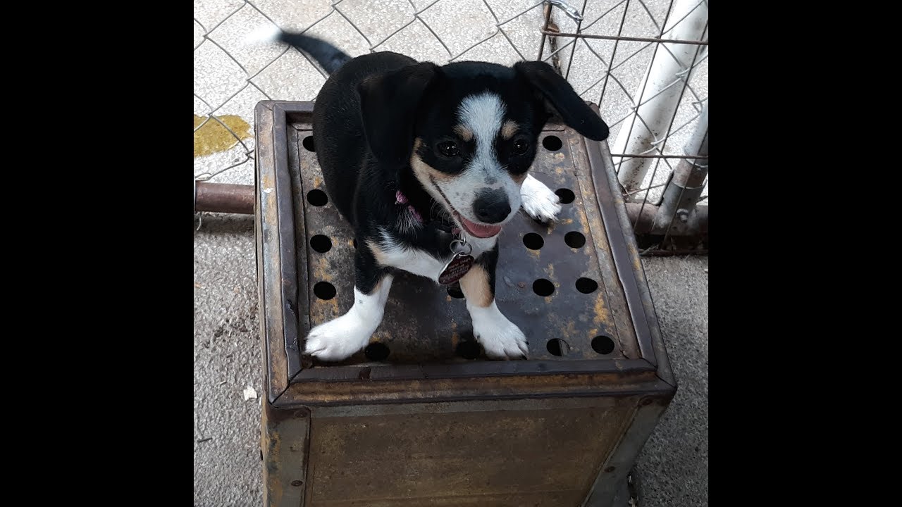 ADOPTED! Brick, Edith, Grover, Mario....Shih Tzu, Chihuahua, Dachshund ...