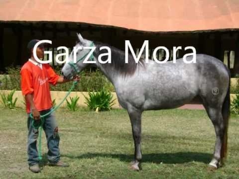 Garza mora yegua Cuarto de Milla en Venta - YouTube