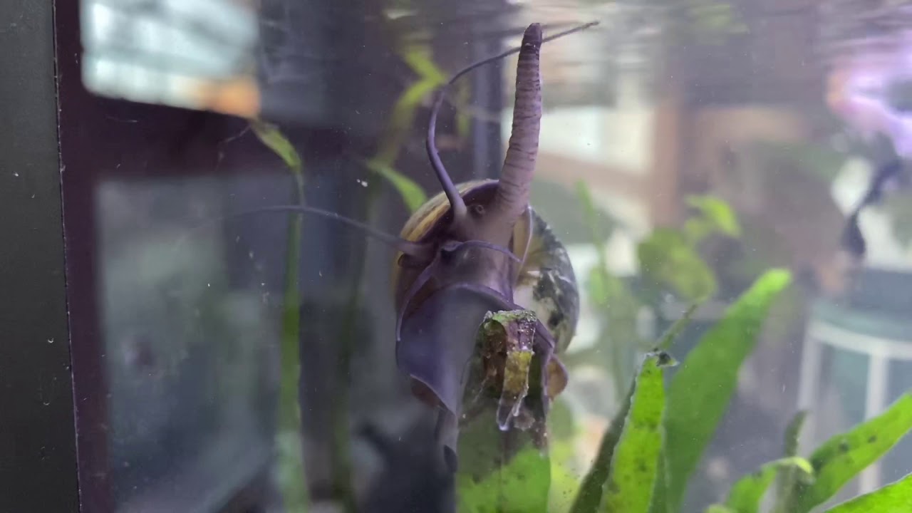 Aquatic Mystery Snail siphons air - YouTube